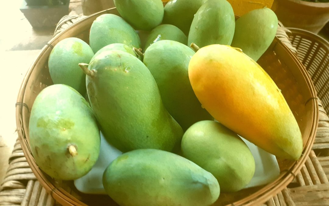 Dry Season or Wet Season? Mango Season! - Professionals doing good